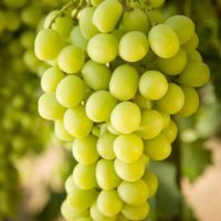 Grape Varieties – Dippenaar Choice Fruit