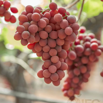 Grape Varieties – Dippenaar Choice Fruit